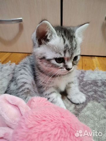 Шотландский котёнок