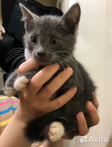 Кото-мальчик 1мес Москва и мо