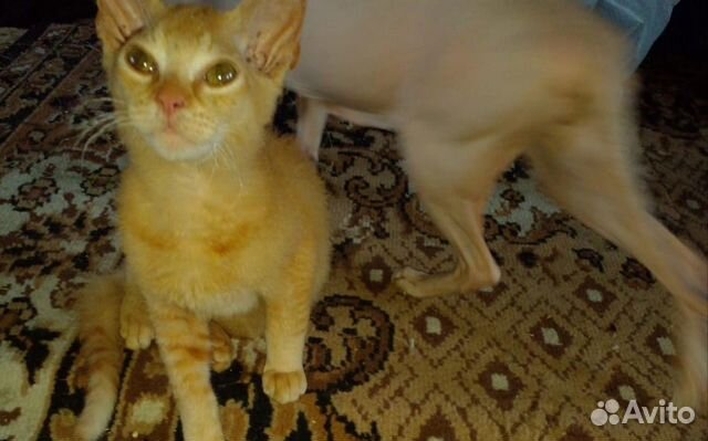 Метис сфинкса и абиссинца