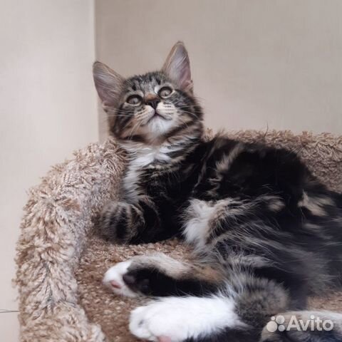 Продам котенка породы курильский бобтейл