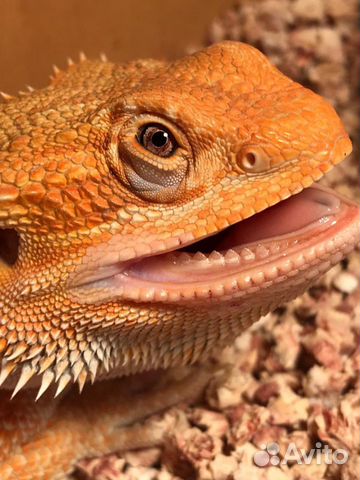 Бородатая агама