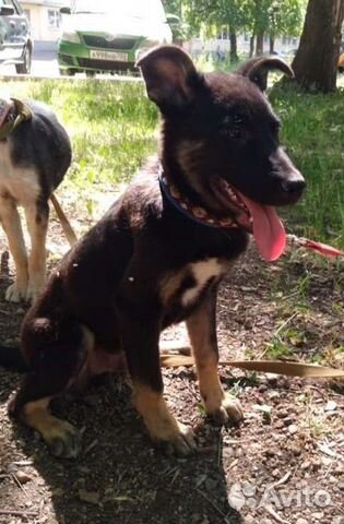 Богдан 4.5 мес щенок в добрые руки