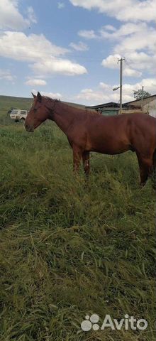 Прадам молодого коня 1год два месяца