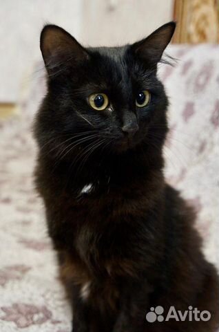 Молоденькая кошечка