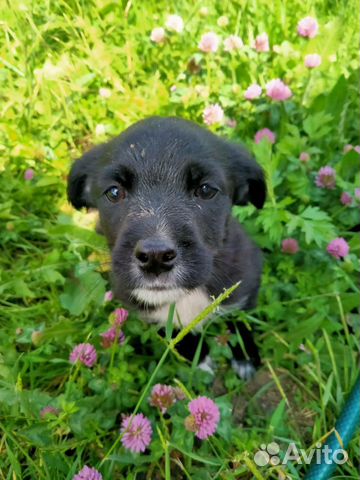 Маленькая кэтти в добрые руки