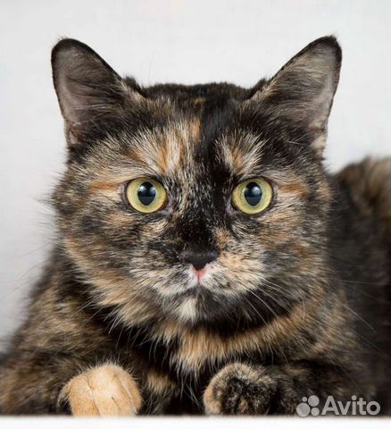 Уютная и тёплая кошка Искорка в добрые руки