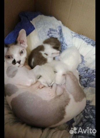 Котята сфинкса