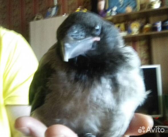 Вороненок ищет свой дом