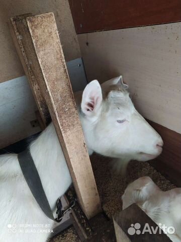 Коза доиная