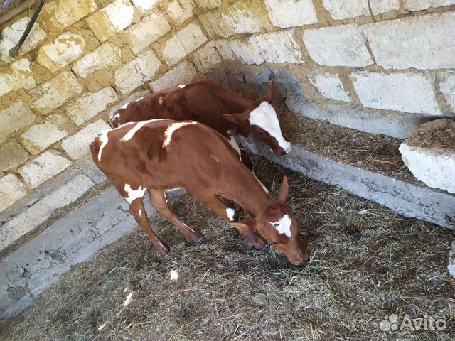 Продам 2 телят