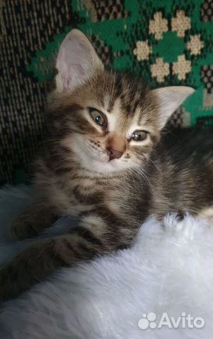 Котенкок, кошечка бесплатно