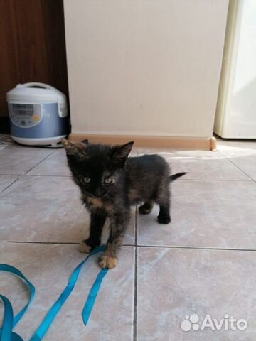 Кошка в дар