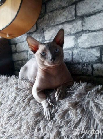 Вязка бамбино