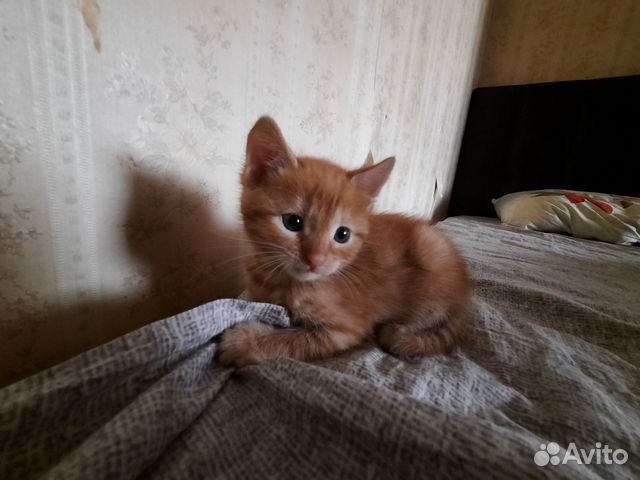 Котята