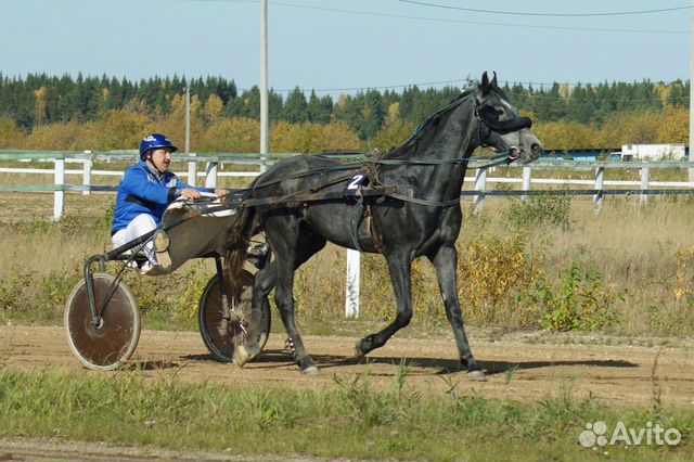 Лошади орловской породы