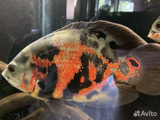 Астронотус два