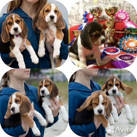 Собака бигль щеночки