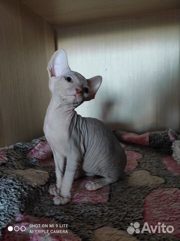 Канадский сфинкс котенок