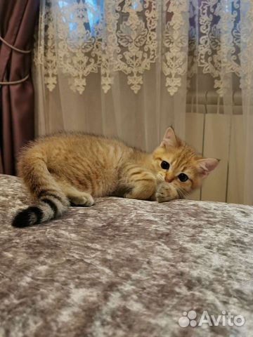 Шотландский котик