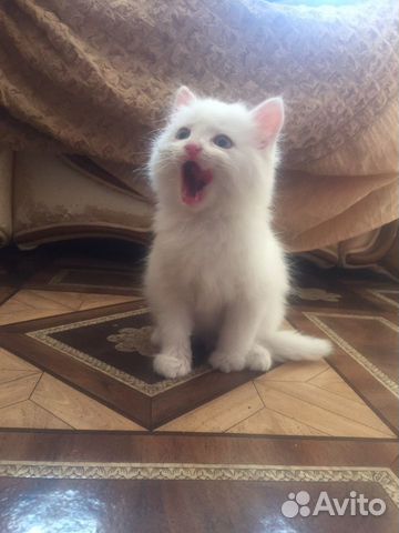 Котенок