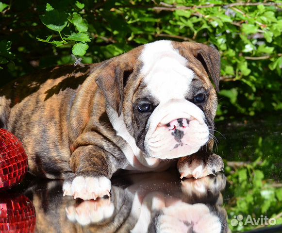 Щенок мальчик английскийского бульдога