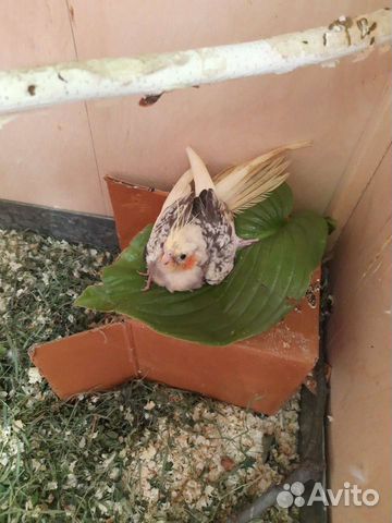 Птинец корелла в добрые руки, инвалид,ручной, куша