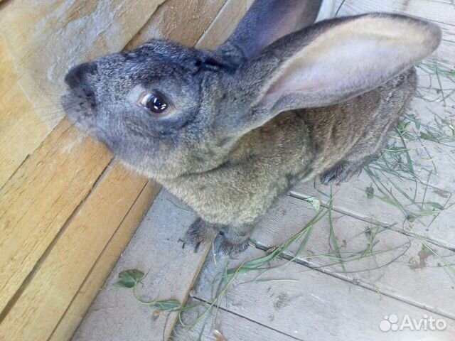 Кролик самец