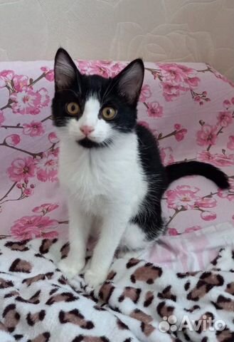 Кошка по имени Снежка