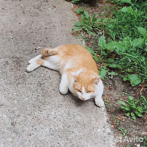Два брошенных котика ищут дом