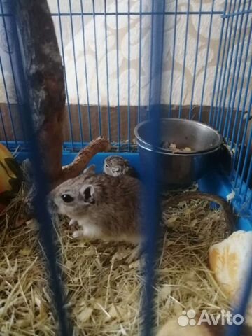 Продам самца песчанки