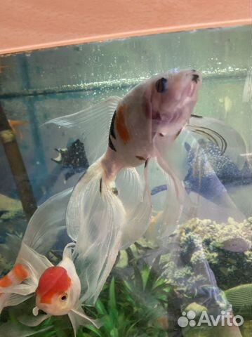 Золотая рыбка