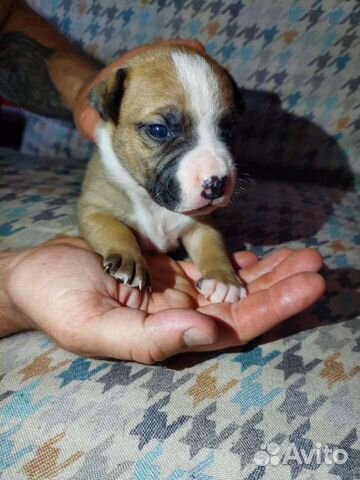 Щенок стаффорд стафф (аст)