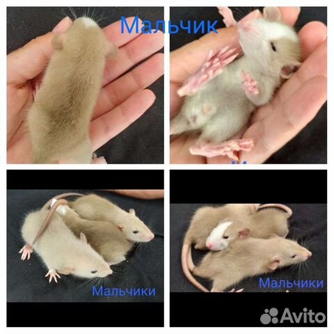 Сиамские Крысята