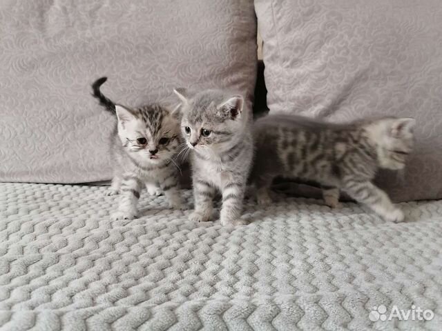 Кошки