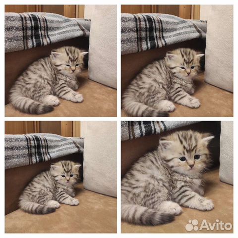 Звезда Инстаграм