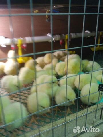 Цыпленок суточный бройлеров Росс 308