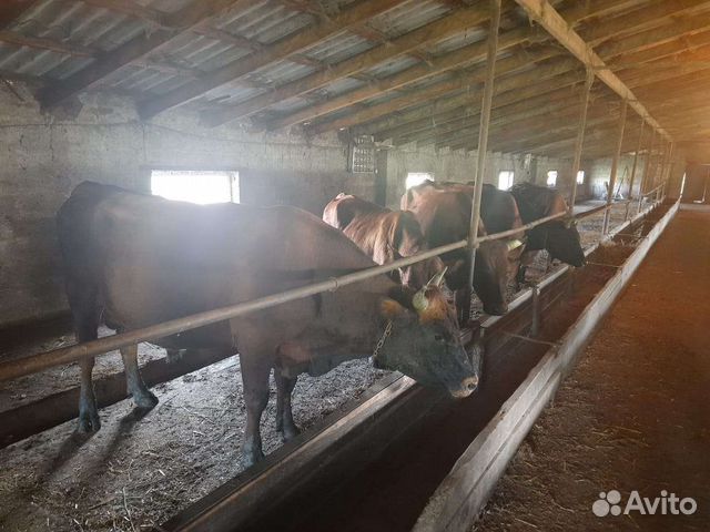 Корова,быки на мясо