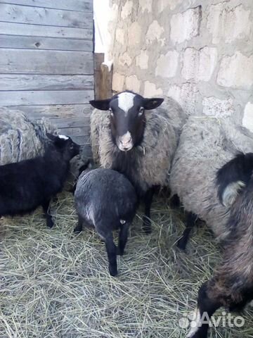 Романовские ярочки, баранчики