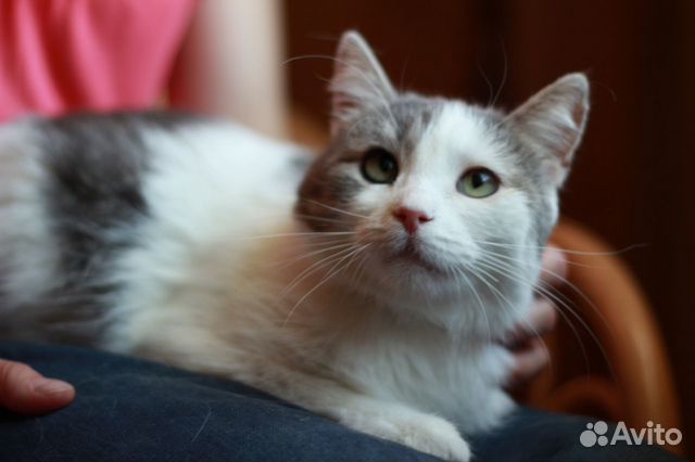 Кошка со сложной судьбой