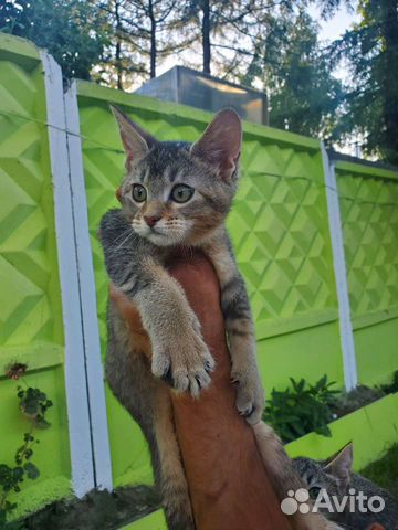 Кошки породы чаузи