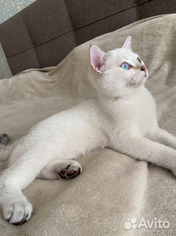 Шиншилла колор поинт