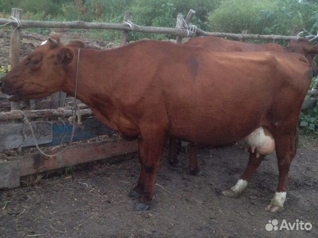 Продаю высокоудойных коров