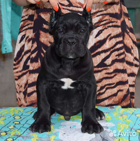 Перспективный мальчик Кане Корсо