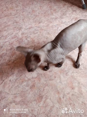 Канадский сфинкс котенок