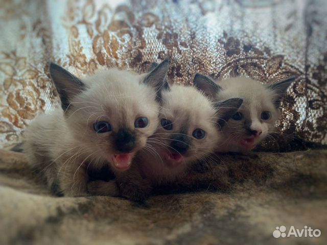 Котята в добрые руки бесплатно