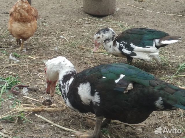 Селезни индоутки