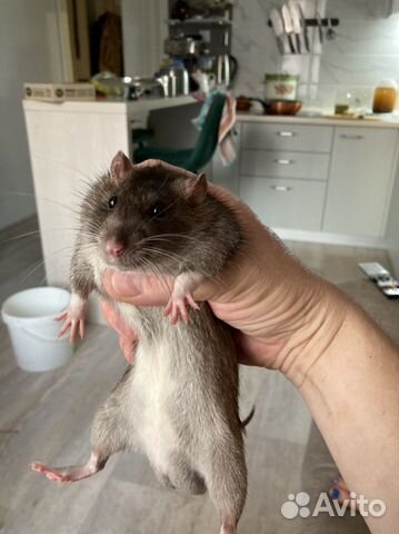 Отдам в хорошие руки двух крыс мальчиков
