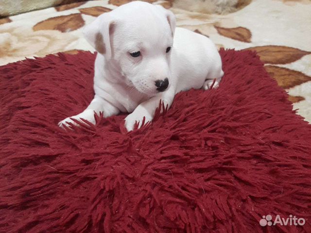 Щенки джек рассел терьер