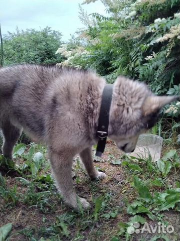 Потерялась собака в Волховском районе Лен обл