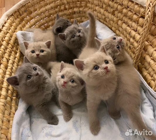 Британские котята от 15 000